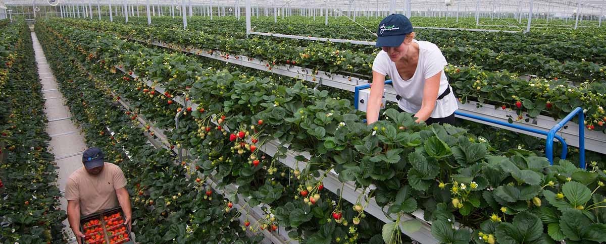 Tesco lancia le fragole da vertical farm: qualità costante 9 mesi l'anno