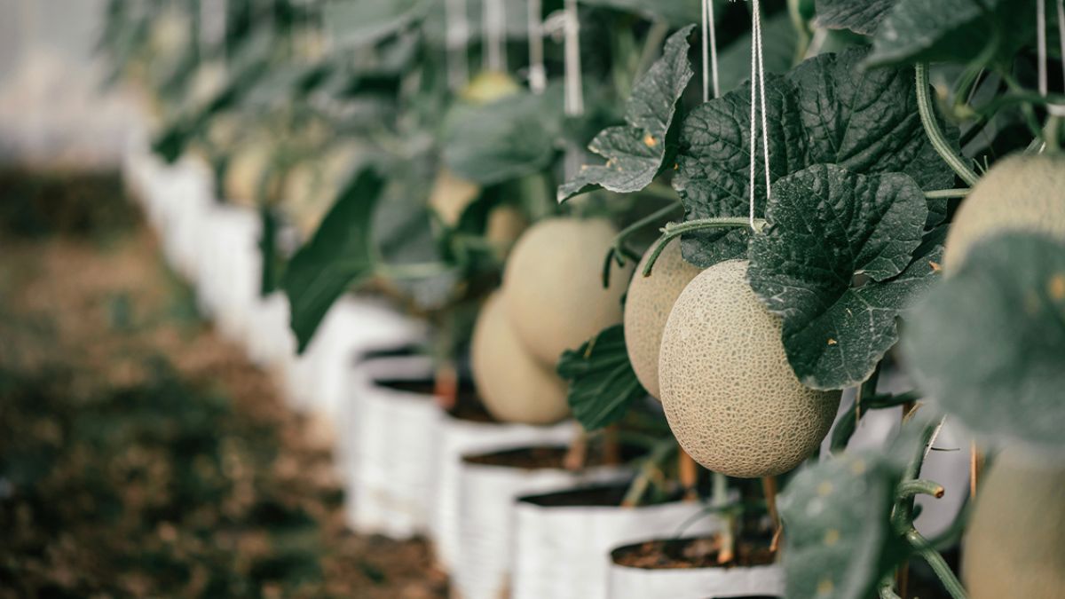 Yubari King, il melone giapponese da 20 mila € al kg arriva nel Cremasco