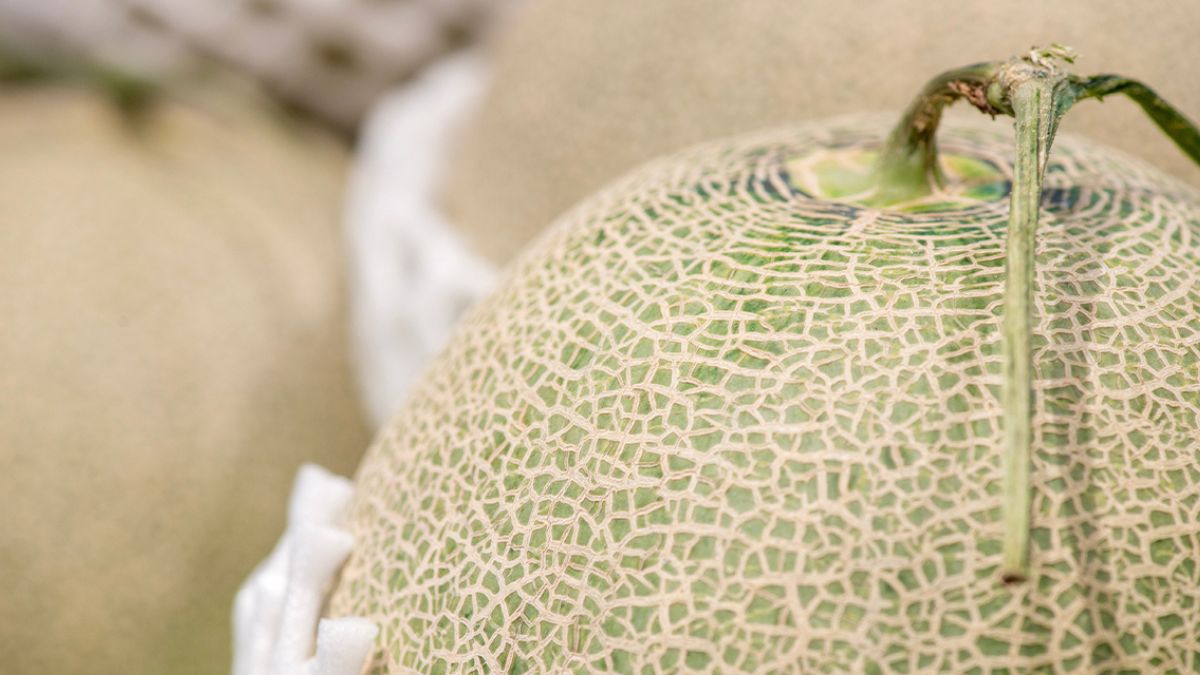 Yubari King, il melone giapponese da 20 mila € al kg arriva nel Cremasco