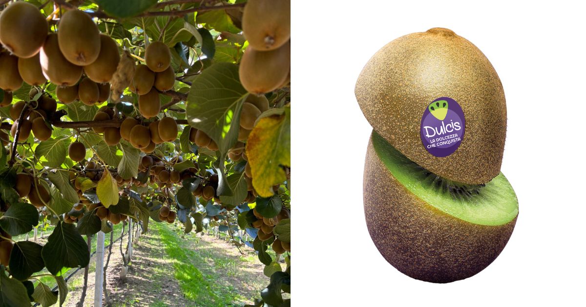 Dulcis, un kiwi vigoroso e resiliente. Entusiasmo tra i produttori ai ...