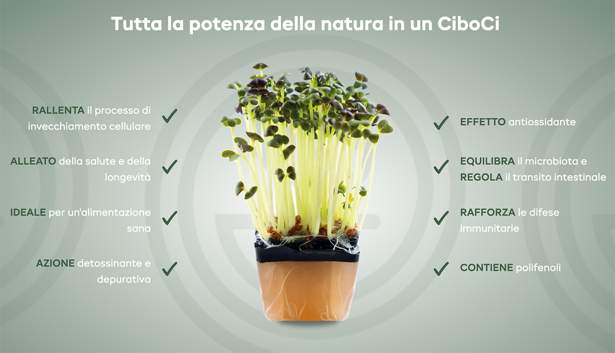 CiboCi, l'alimento del futuro. Naturale al 100% e da mangiare vivo