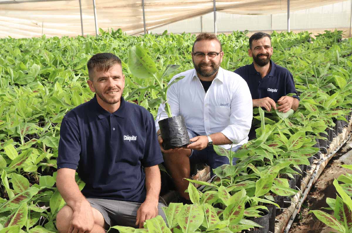 Banane italiane: Chiquita avvia la prima produzione in Sicilia