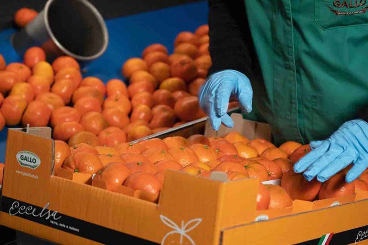 OP Agricor, per il mandarino Tang Gold un 2026 di qualità "eccelsa"